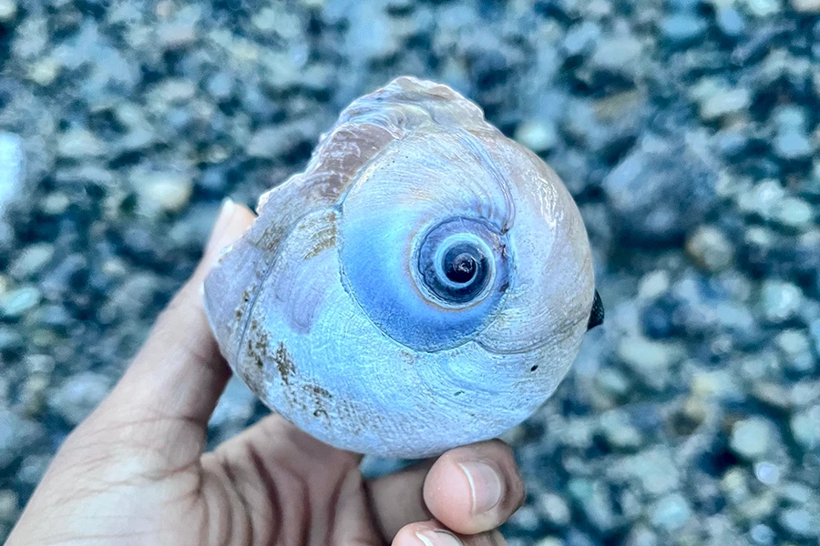 Spiral Shell Society | LOHAS